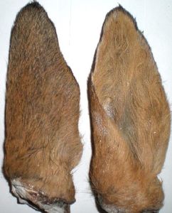 oreille de chevreuil